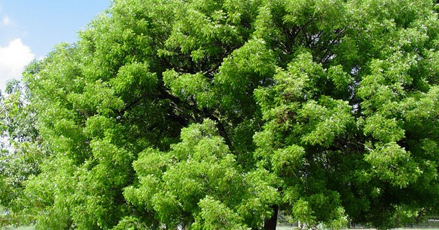 Datos que no sabías de "La Caoba"|| Consejos de Leyla