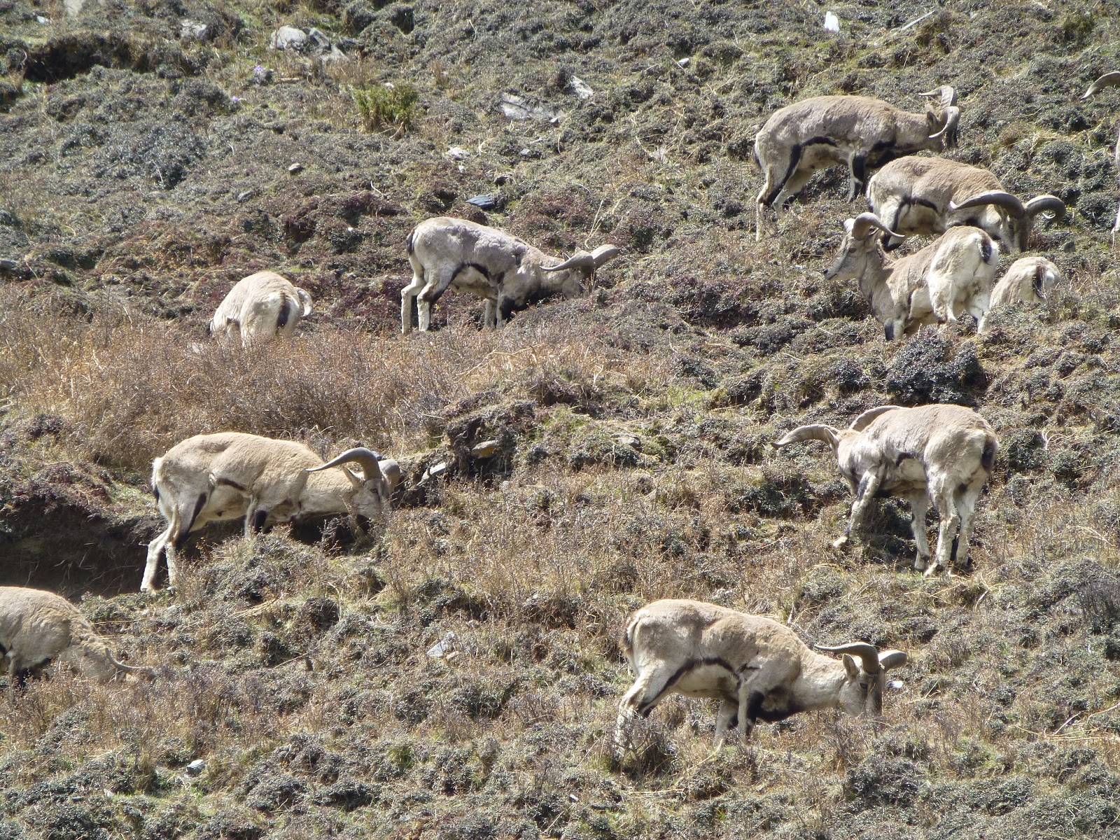 Axel unterwegs: Nepal Reise 2016-8.Etappe Samdo–Samdo Peak Vorgipfel ...