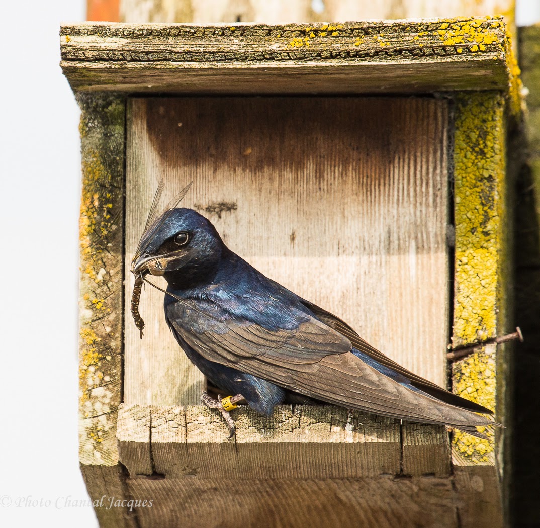 Rocky Point Bird Observatory : Purple Martins in Greater Victoria