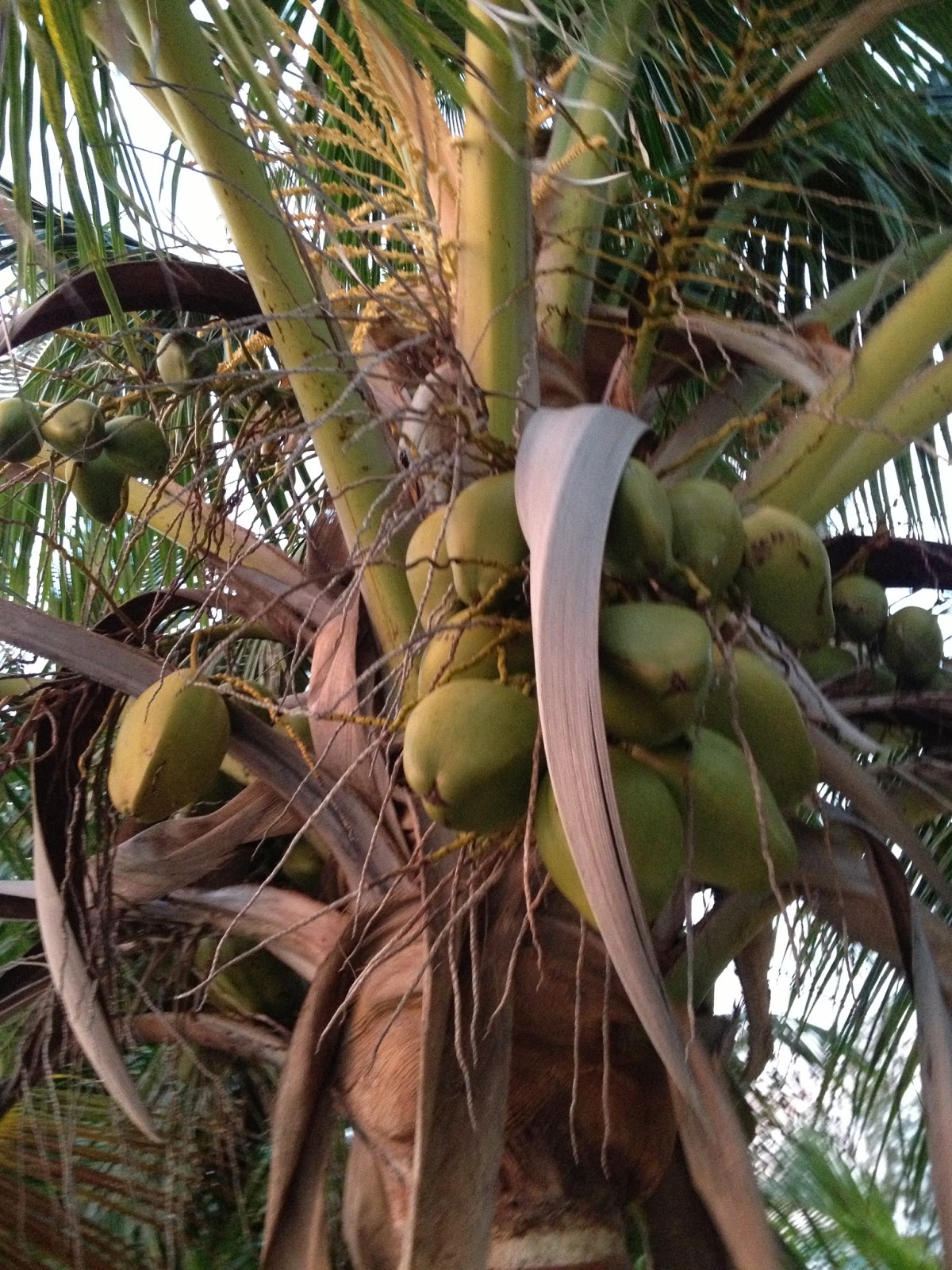 Small Hope Bay Lodge Andros Island Bahamas: March 2013