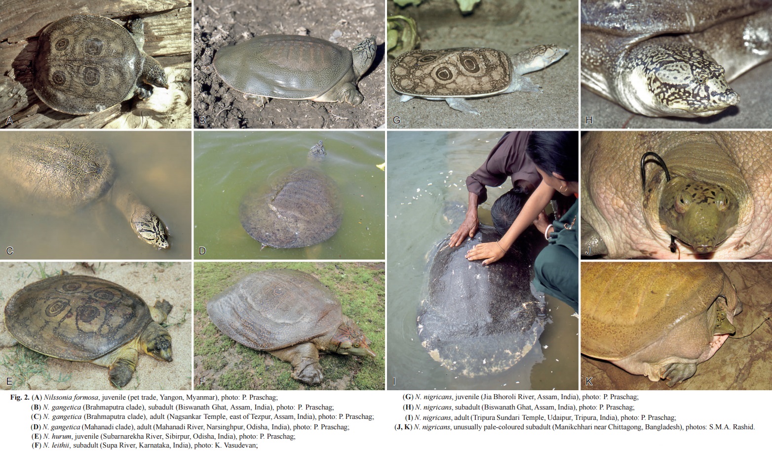 Species New to Science: [Herpetology • 2012] Molecular Phylogeny of the ...