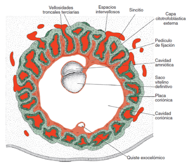 EMBRIOLOGATE: Continuación del desarrollo del trofoblasto