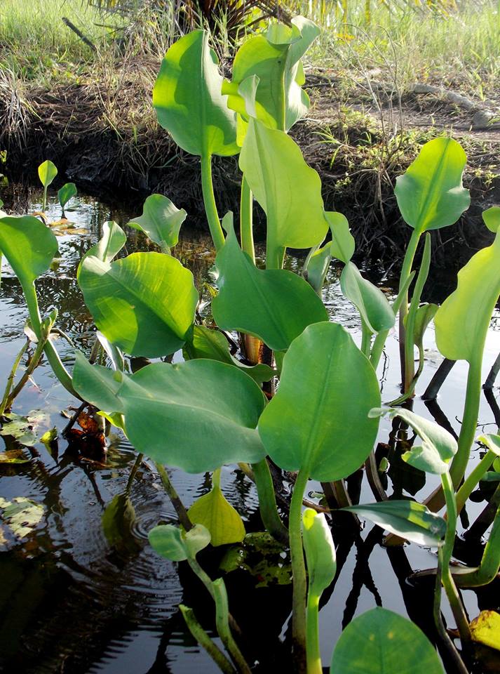Lentera Merah: Genjer (Limnocharis flava)