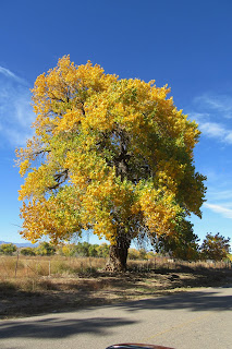 Reluctant Rebel: Taking A New Mexico Fall Foliage Tour