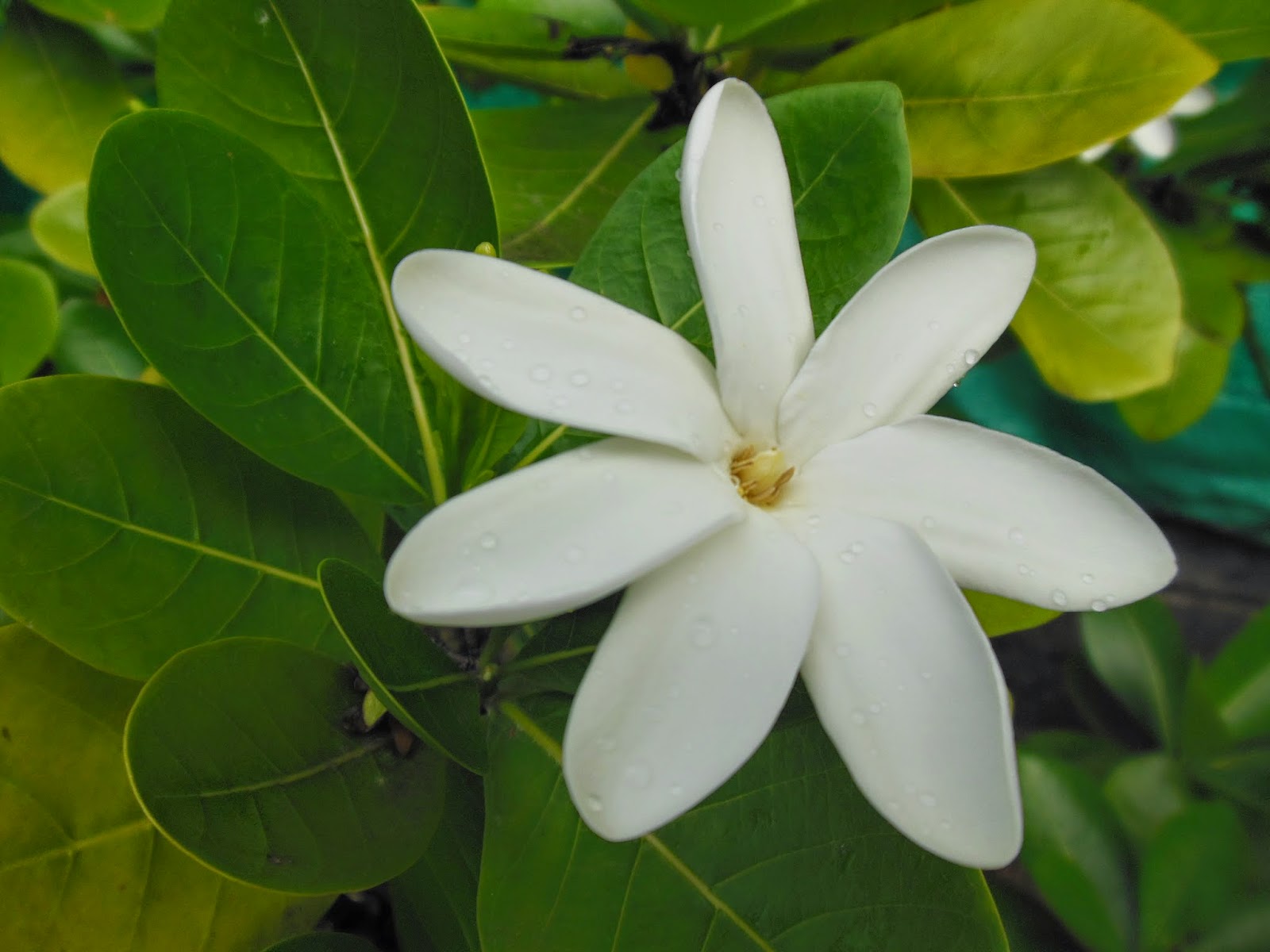 Tahiti Times: February 2015