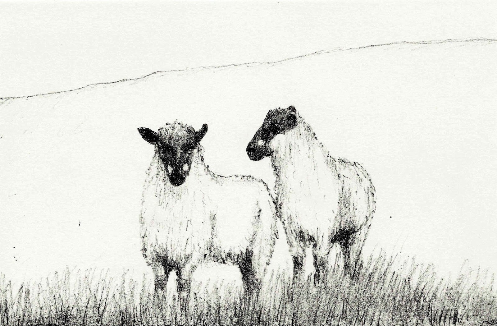 Pencil Ponder: Pencil Sketch--Welsh Hill Sheep