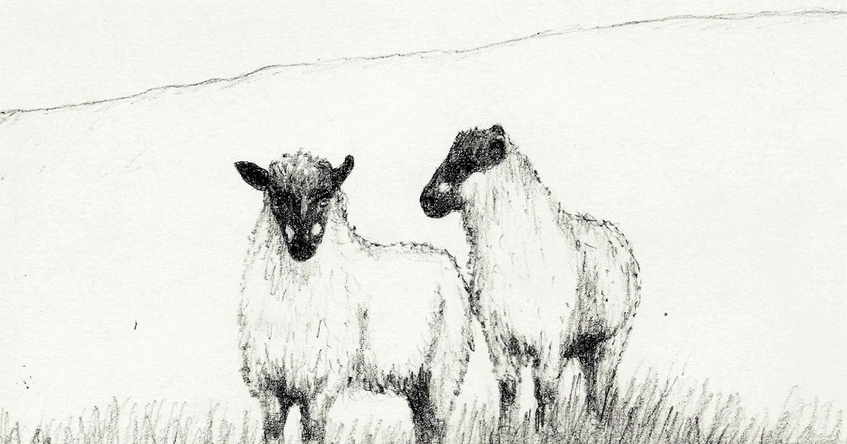 Pencil Ponder: Pencil Sketch--Welsh Hill Sheep