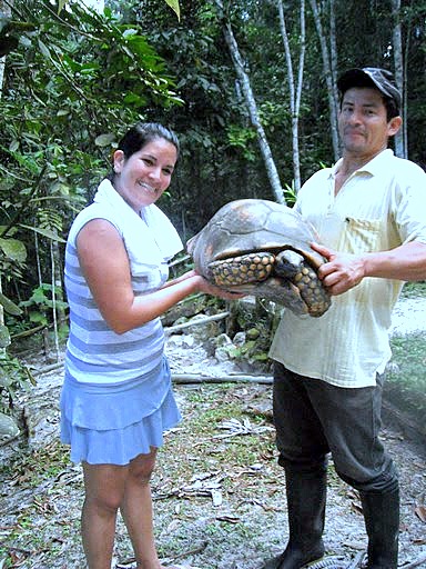 PLAAN : Tortuga Motelo - Chelonoidis denticulata