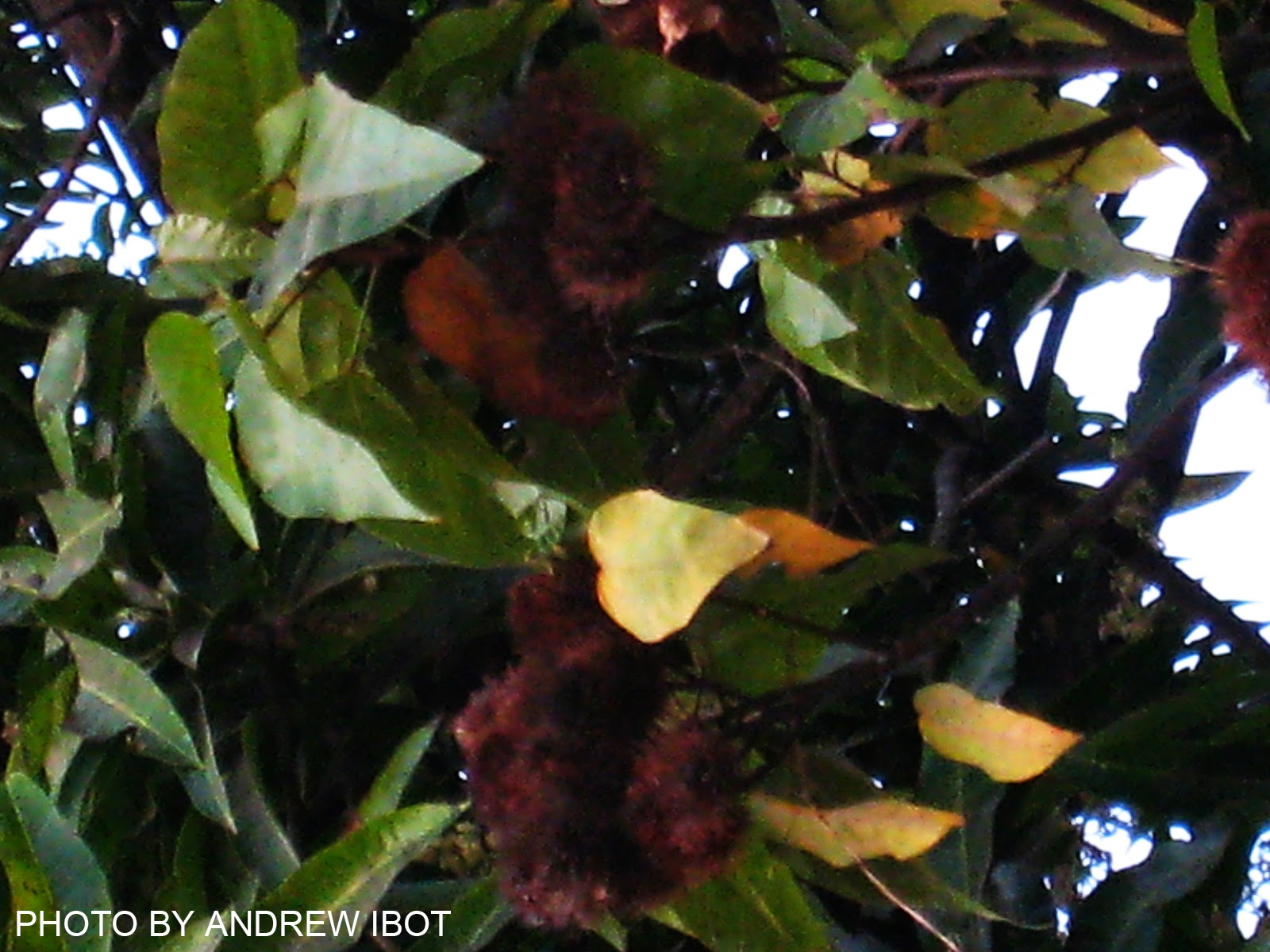 Ako si ANDREW IBOT!: Atsuete or Achuete (Biva orillana Linon)