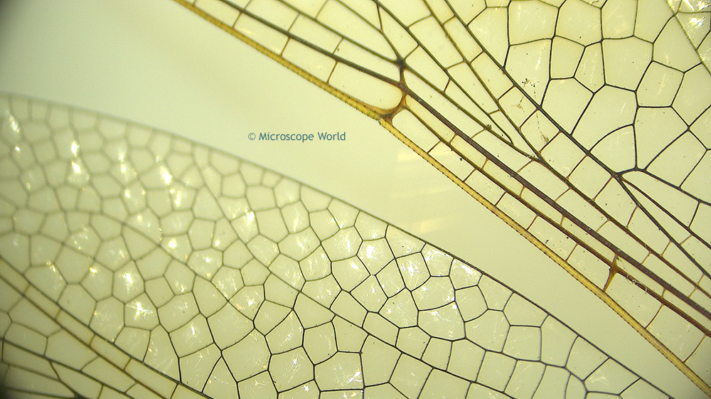 Microscope World Blog