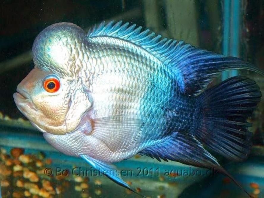 FLOWERHORN FISH photos - wallpapers (ανανεωμένο) | the fun bank