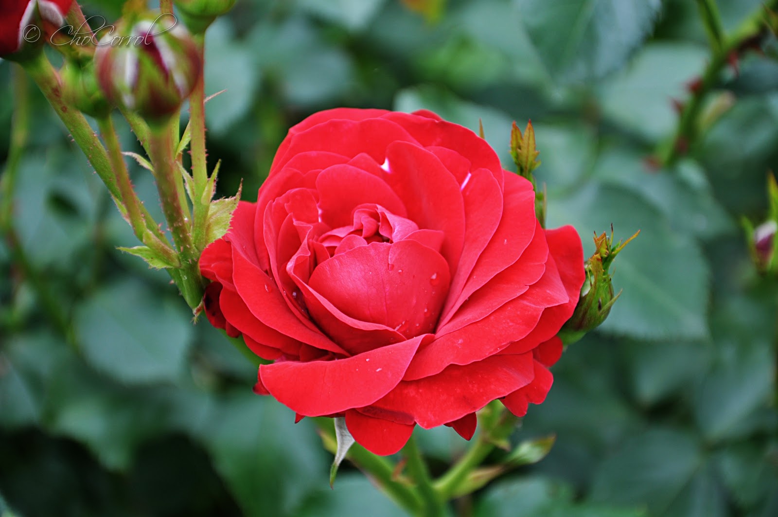 CoLoRes, SaBoRes, oLoRes...CoLoRs, TaSTeS, SmeLLS: roses/rosas