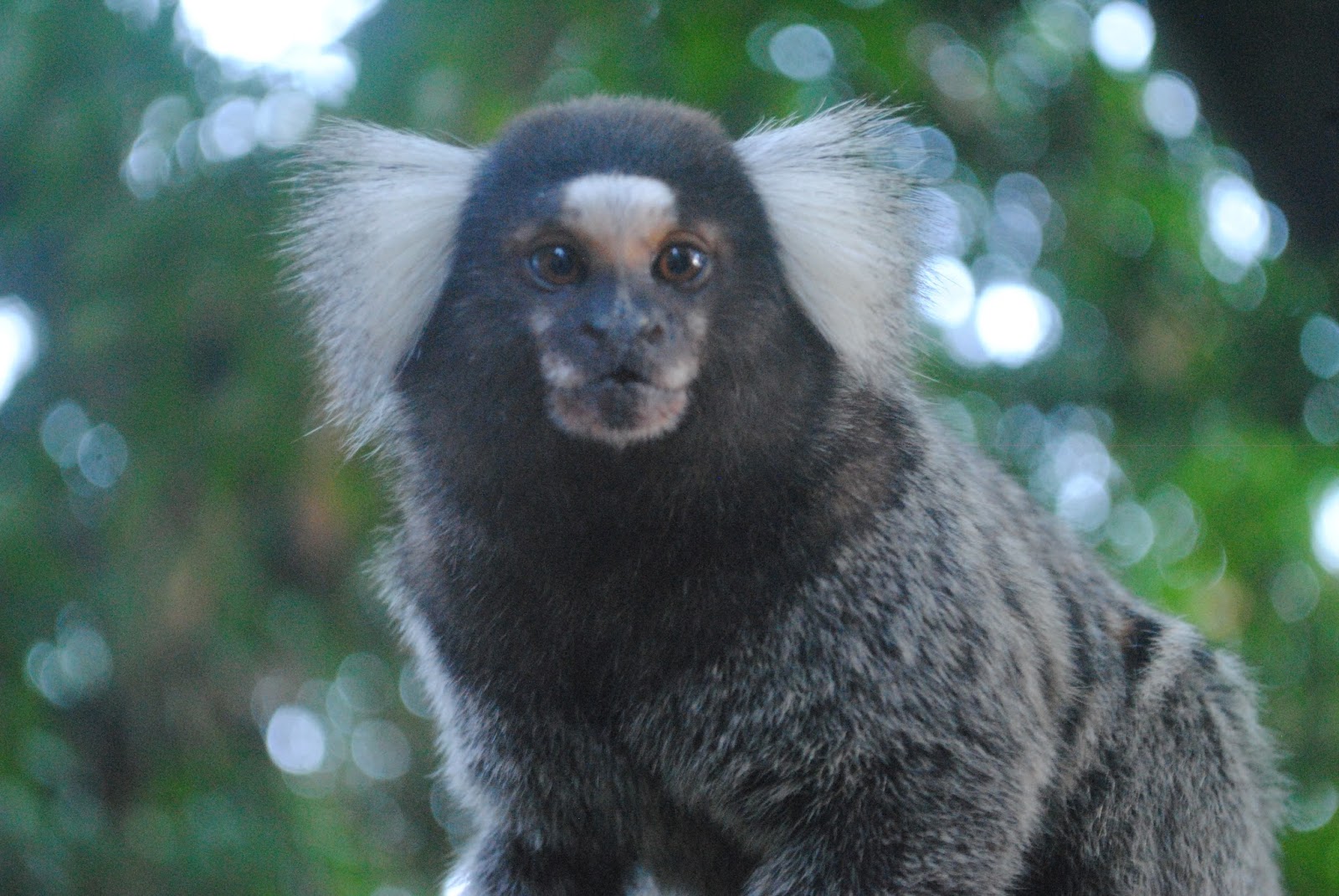 Fauna e Flora de Pernambuco: MACACO SAGUI