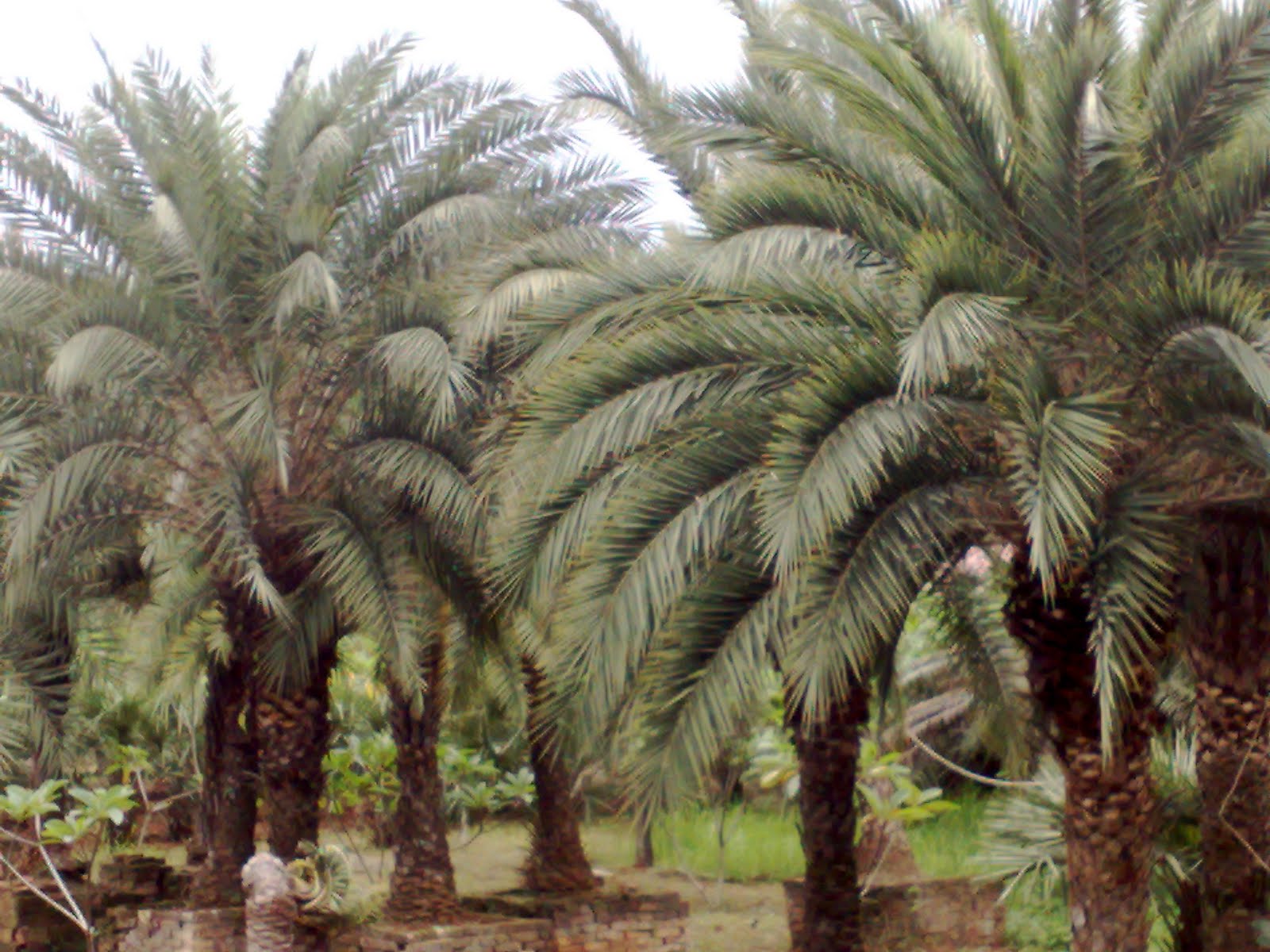 Palem Kenari dan Pohon Hias Langka Eksotis: Palem Kenari Hiasan Eksotis ...