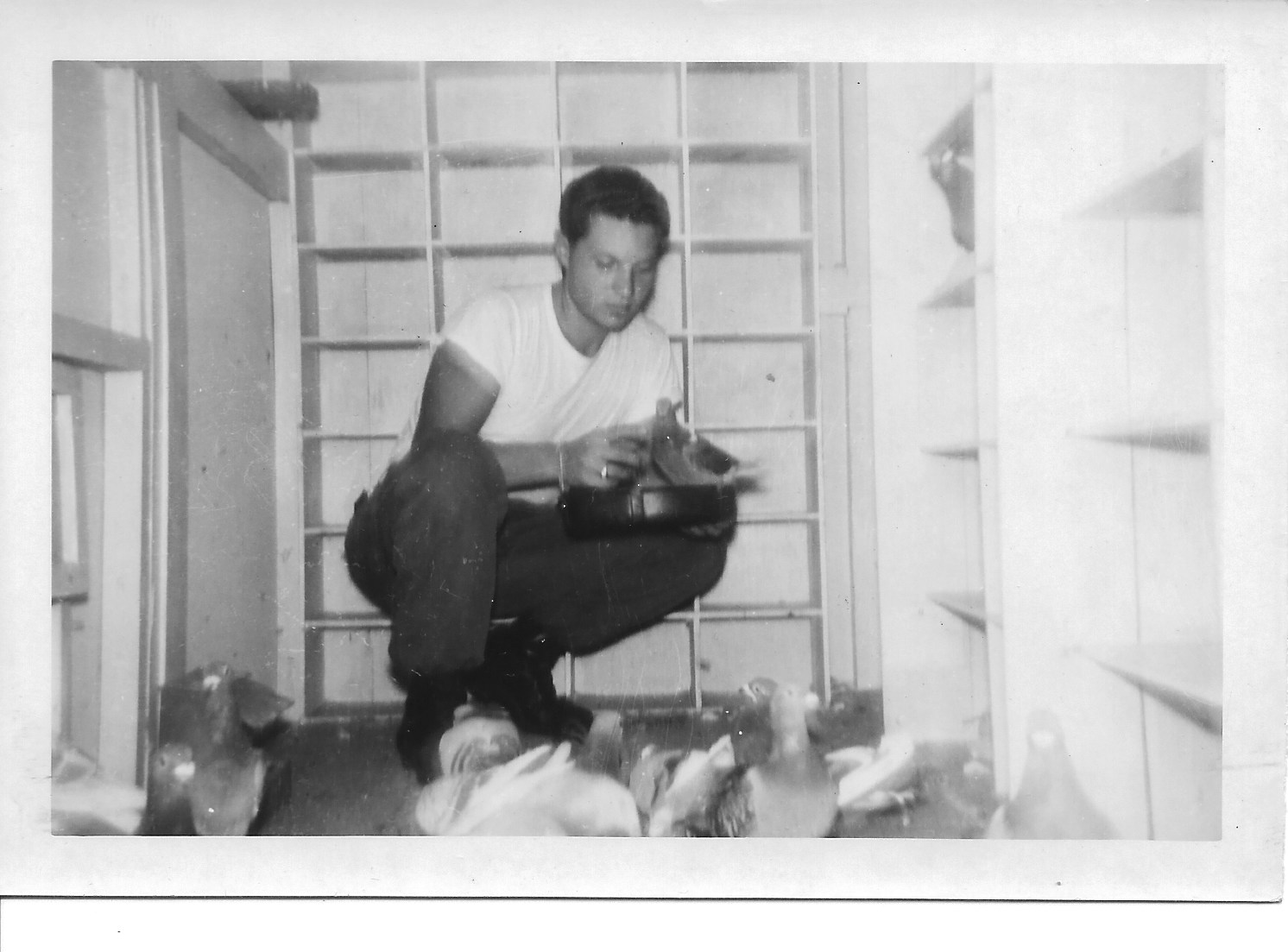 World War 2 History and the WW2 Pigeons: Honoring a veteran and a ...