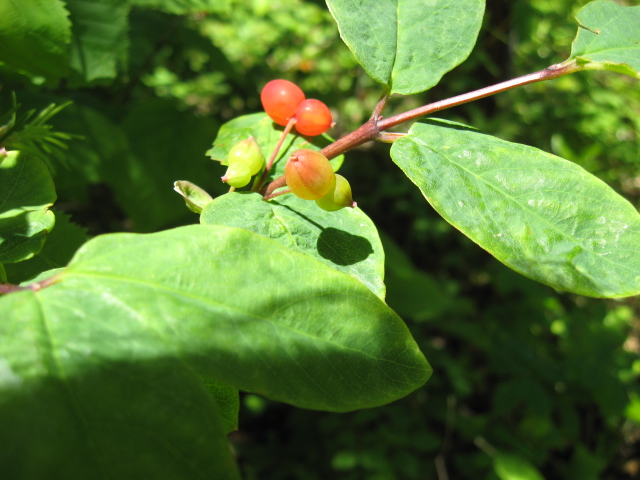 Native Plants of the Shuswap