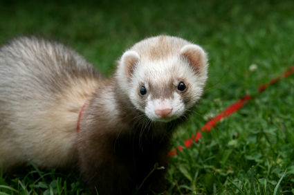 Ferret | The Life of Animals
