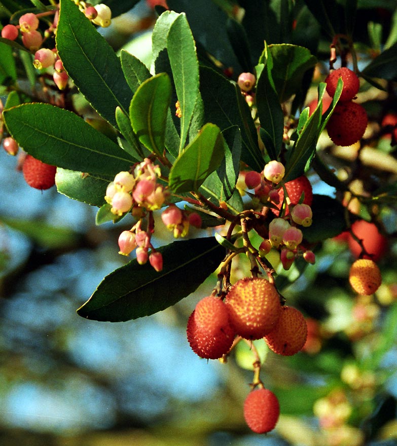 Arbutus Flower - Natural Beauty