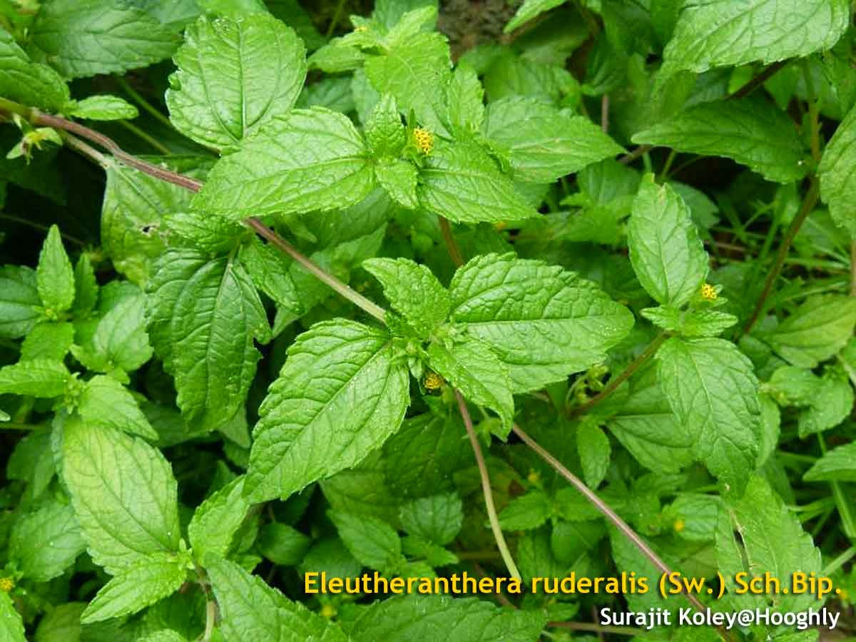 Medicinal Plants: Eleutheranthera ruderalis