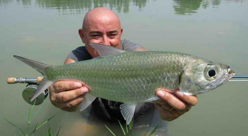 Indo Pacific tarpon - Alchetron, The Free Social Encyclopedia