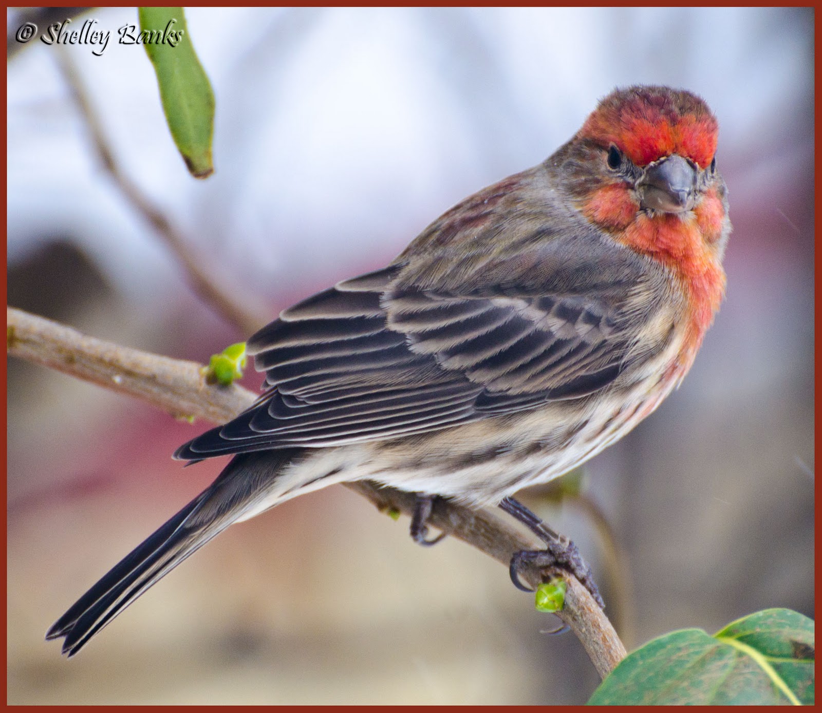 Prairie Nature: House Finches: Scarlet, Rose and Yellow