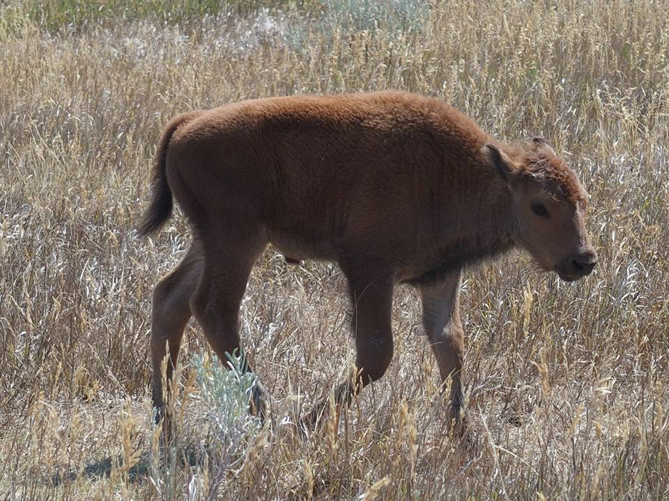 WildDakotaWoman TM: I dragged my daughter to Slope County: Another SW ...