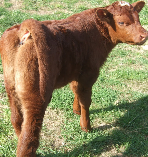 K T 's Farm Life: Baby Bulls!