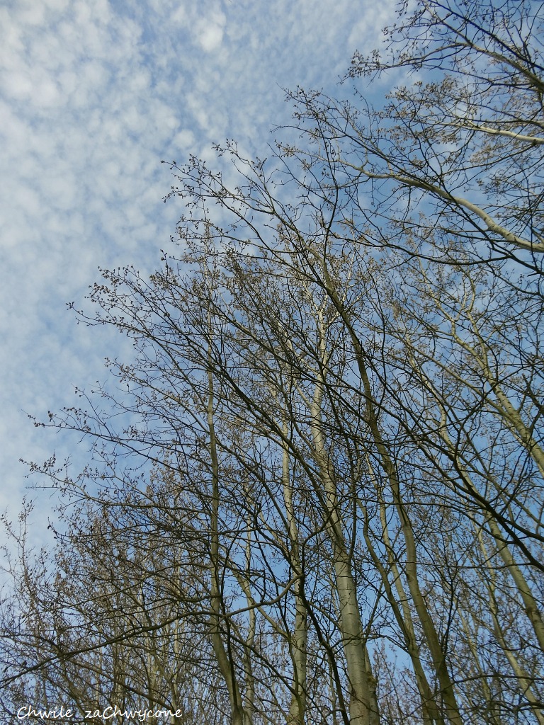 Chwile zaChwycone: Osika, topola drżąca