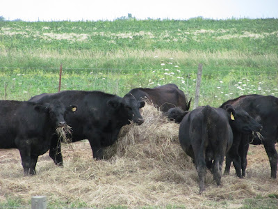 curving back: Black Angus munching