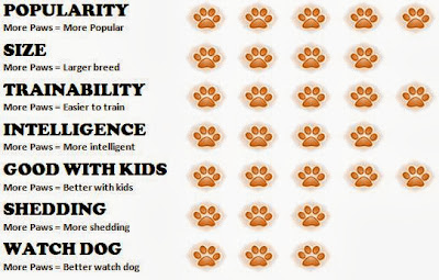 All about Dogs: Labrador Retriever Facts