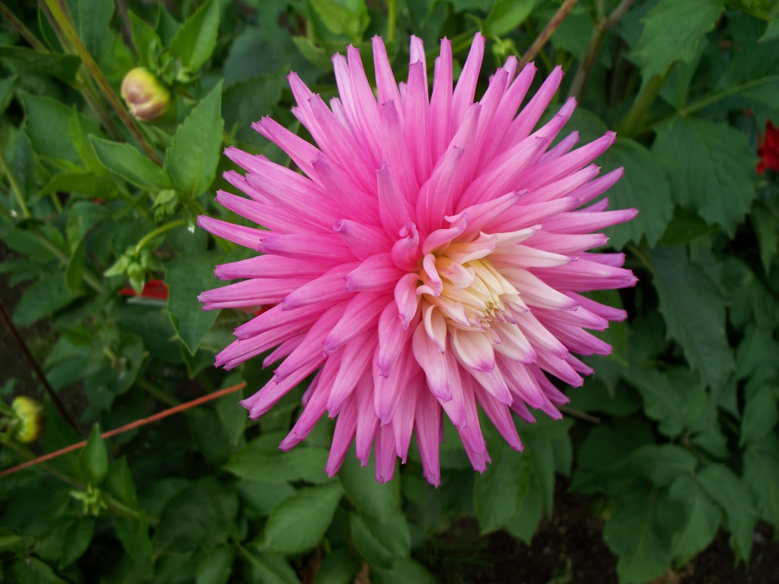 JAN'S COUNTRY GARDEN: June 1st and planting dahlias everyday...