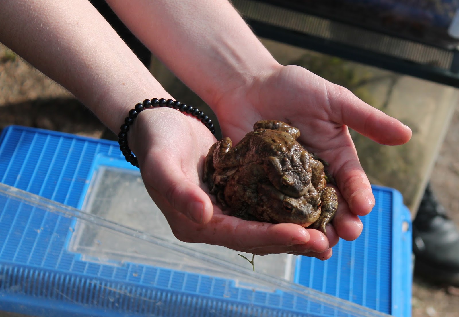 Dvoživke na Večni poti: 2016