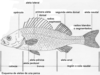 BIOLOGÍA Y GEOLOGÍA 1º ESO: ANATOMÍA DE UN PEZ ÓSEO