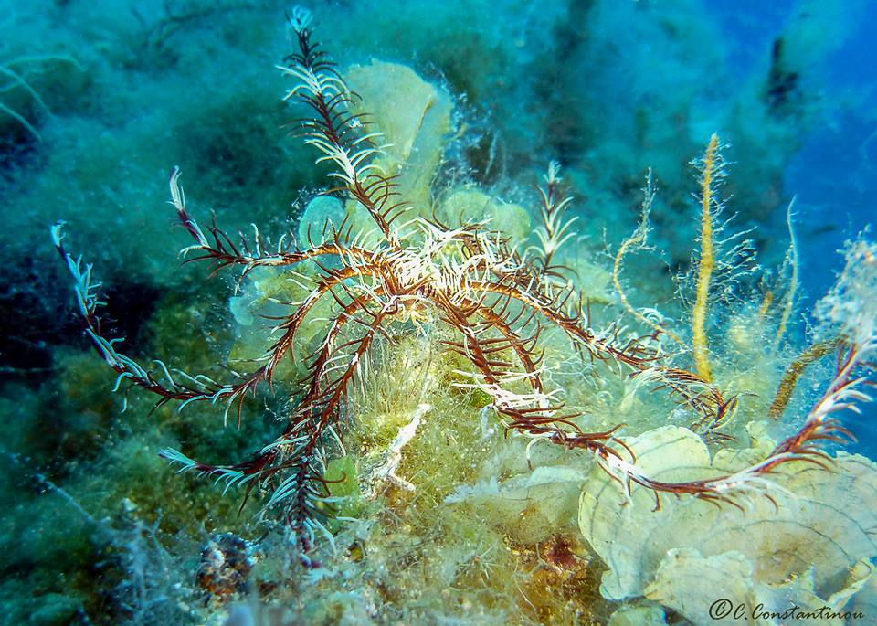 Biodiversity of Cyprus by NGO Protection of the Natural Heritage and ...