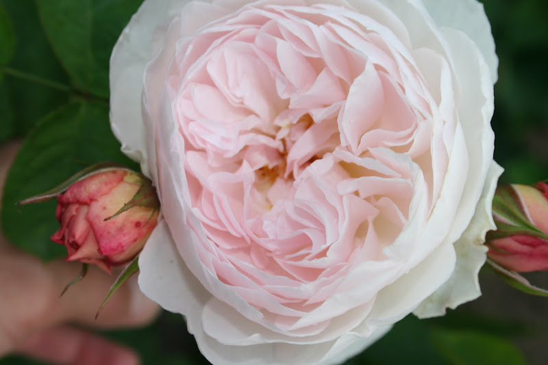 GARDEN STORIES: ROŽĖS