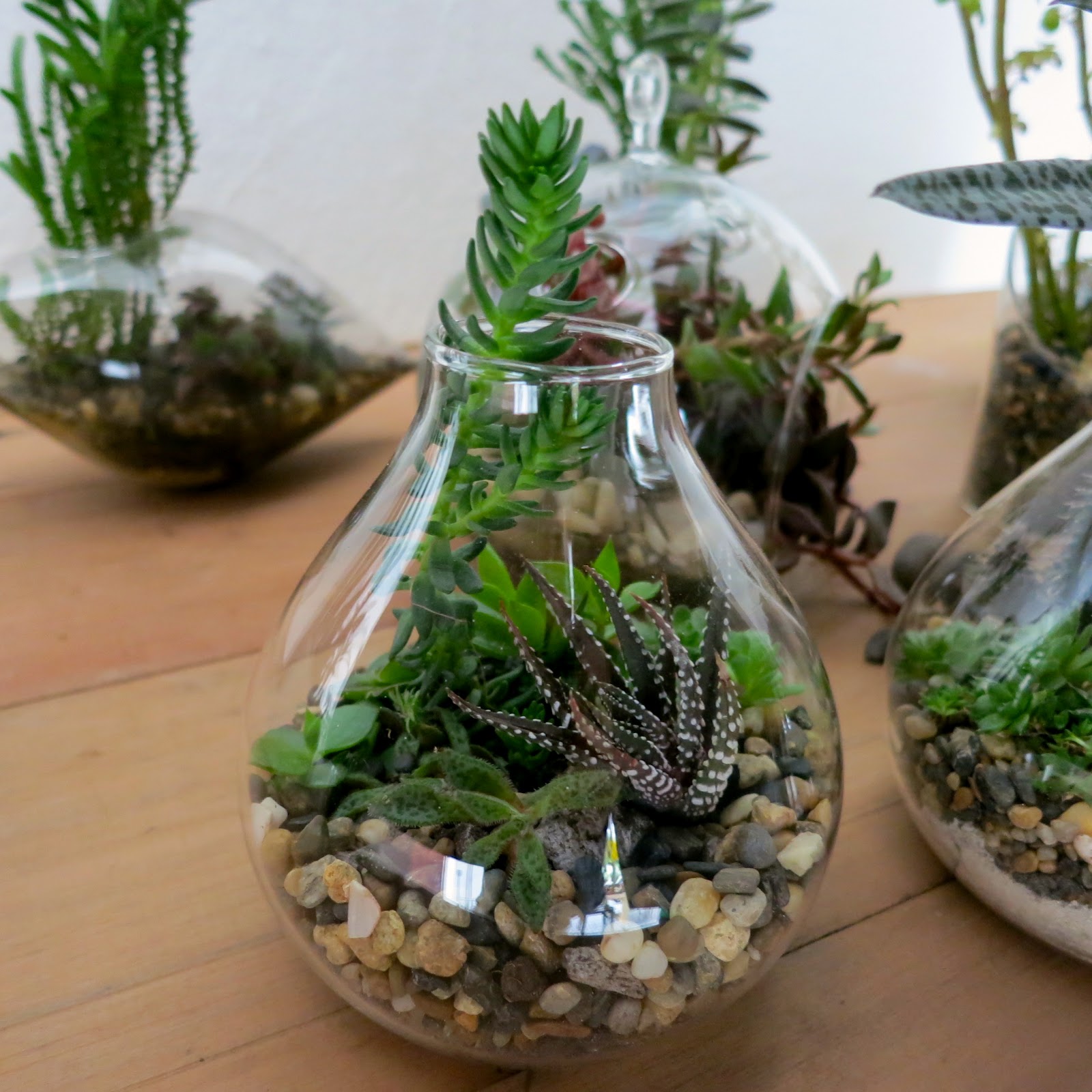 taller vivo: Nuevos terrarios