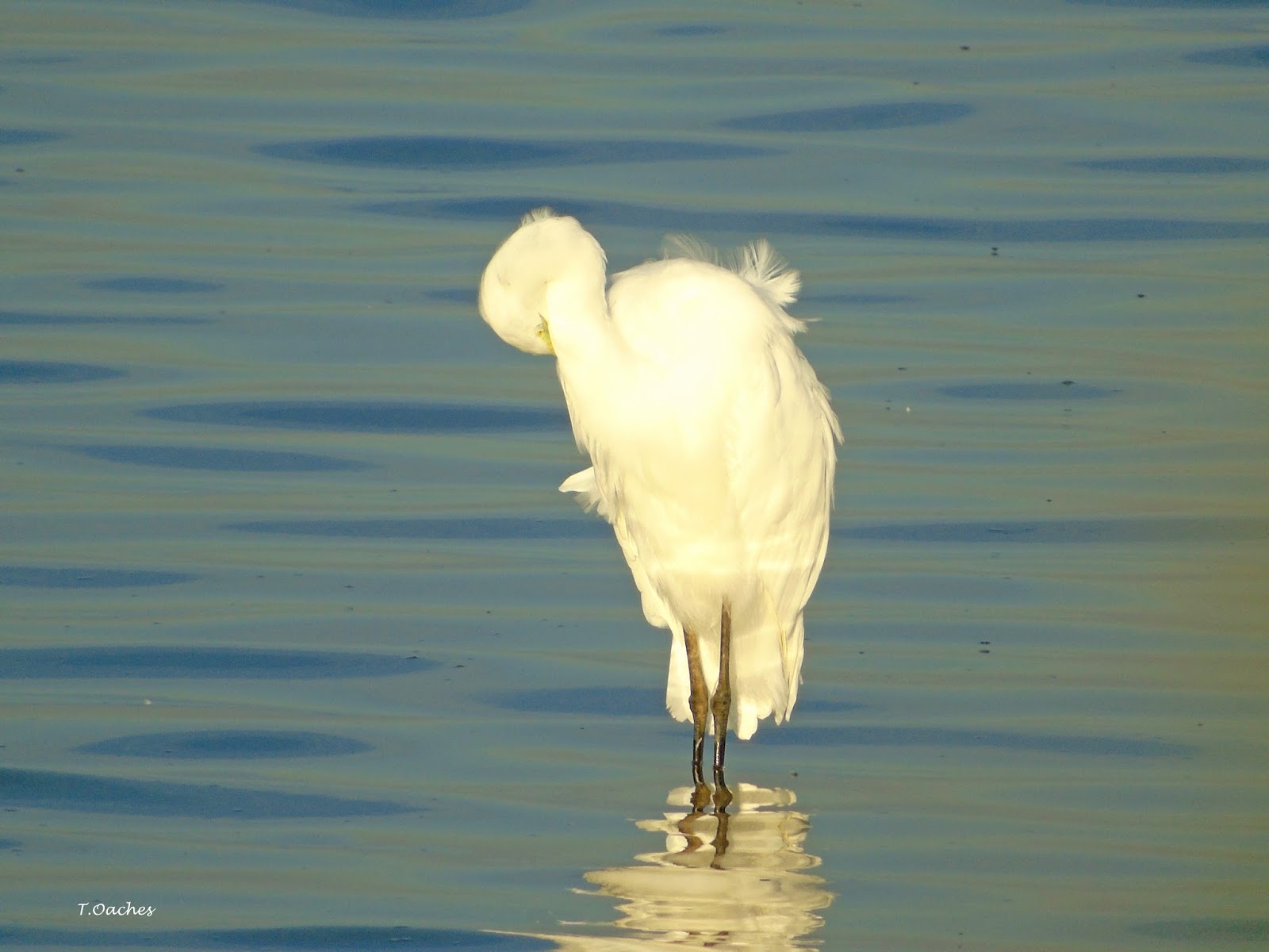 PASARI DIN ROMANIA: EGRETA MARE, Ardea alba