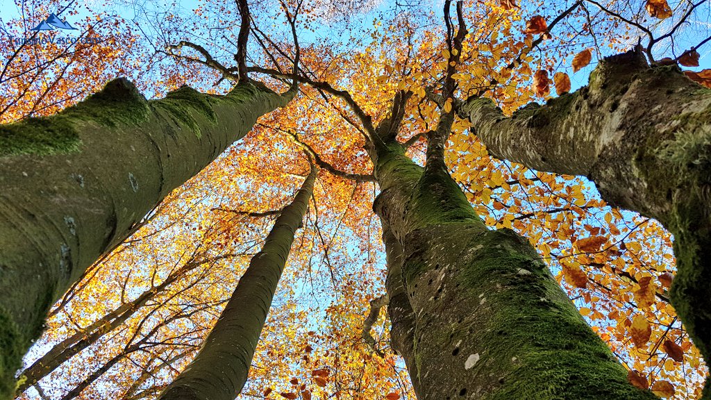 ARBOLESCENCIAS TELÚRICAS: HAYA : VINCULADA A LA MATERNIDAD Y LA BONDAD