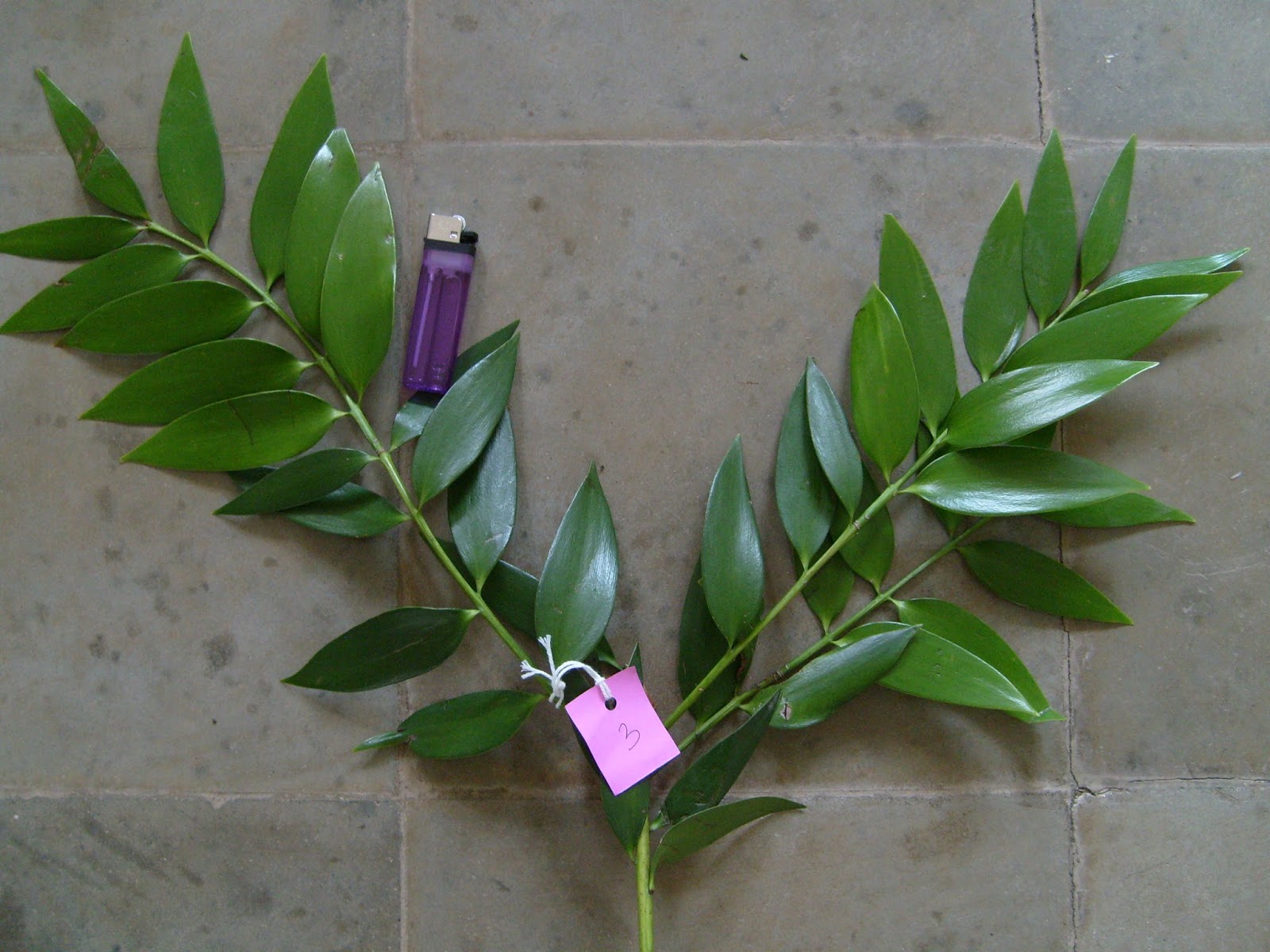 All New Blog ~: ~Dendrologi : Famili Araucariaceae~