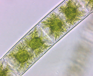 puspAnaphalis: Kloroplas