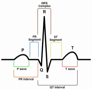 The Medical Cat: Electrical Conduction in Heart
