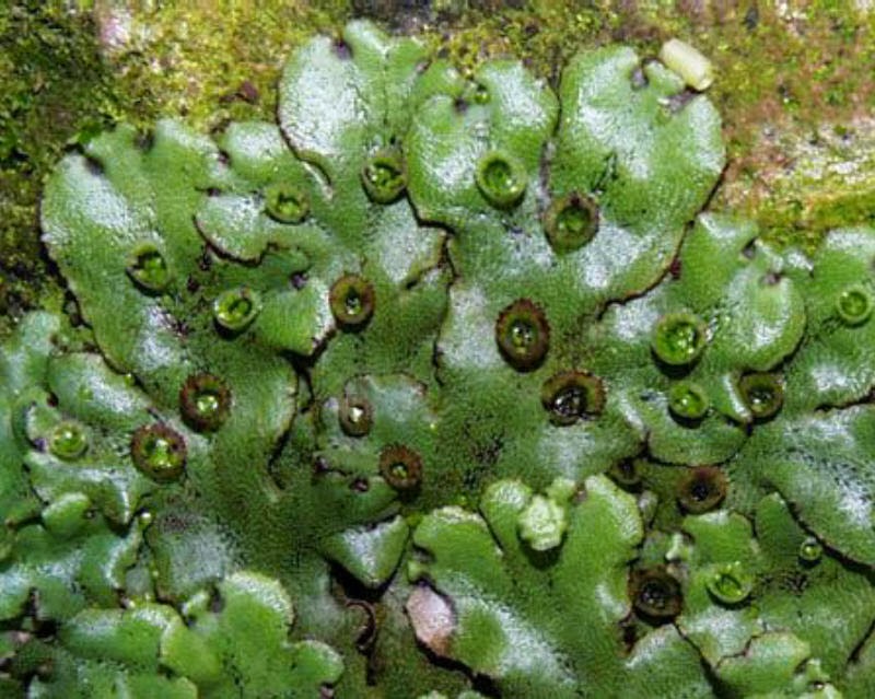 Klasifikasi Makhluk Hidup ~ NM Blog's