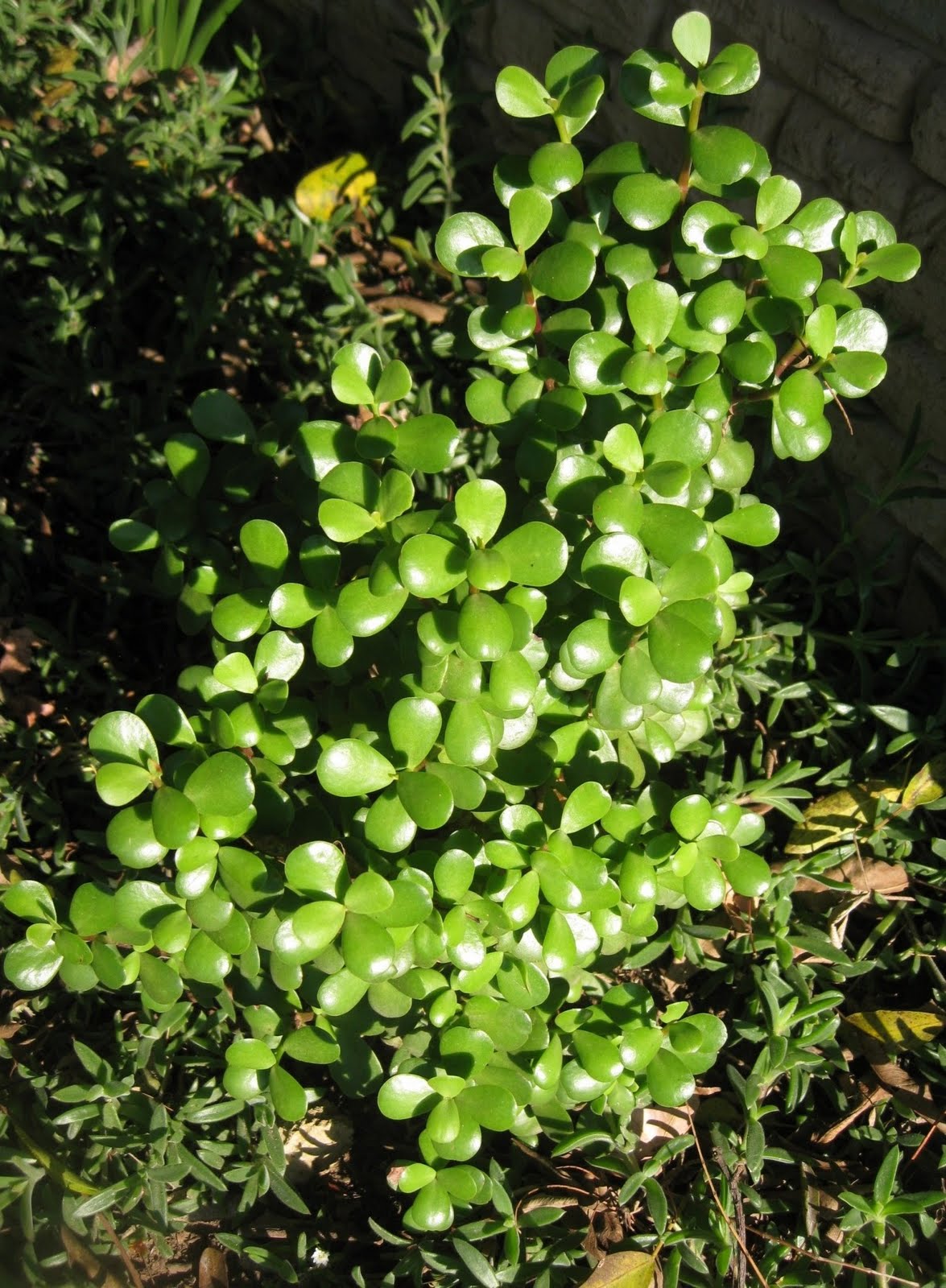 Imfino, Morogo, Muroho: Africa's Traditional "Leafy Greens"