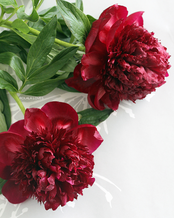 Through My Lens : Recently | rolala loves