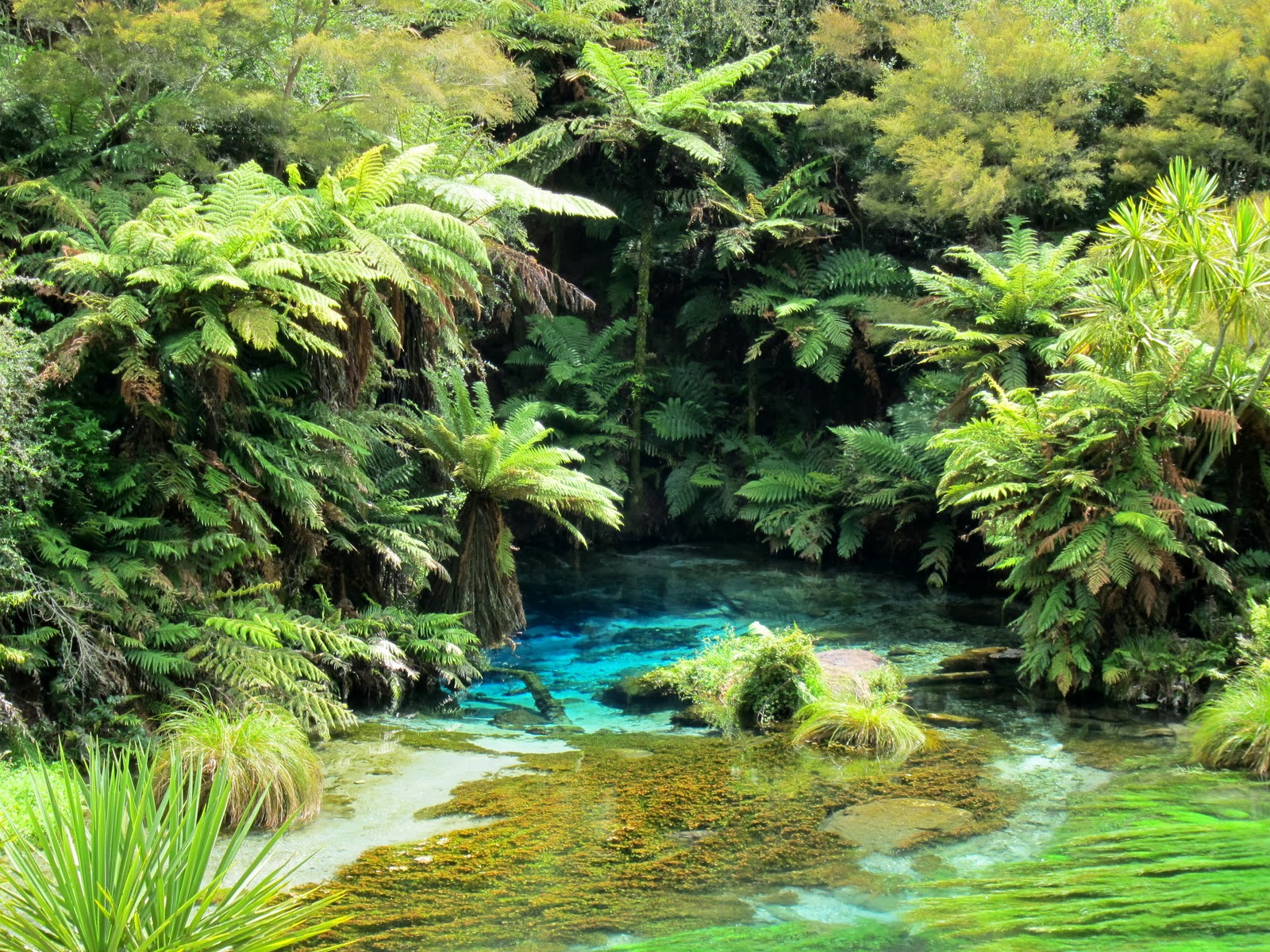 Walk to the Blue Spring: one of NZ's best kept secrets | the adventures ...