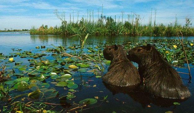 Nace el Parque Nacional Iberá. Provincia de Corrientes, Argentina