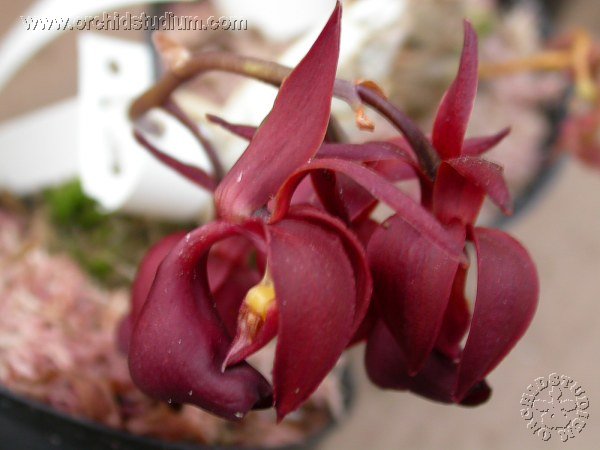 EXPOR ORQUIDEAS.COM: Clowesia - Mormode - Cycnoches