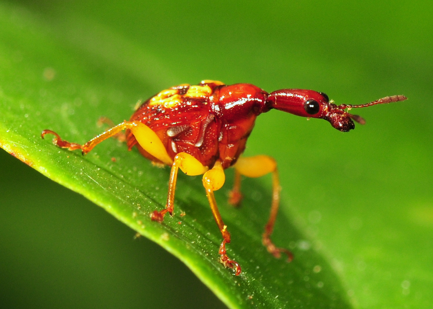 10 Very Common Garden Pests You Must Know About It - Garden Bible