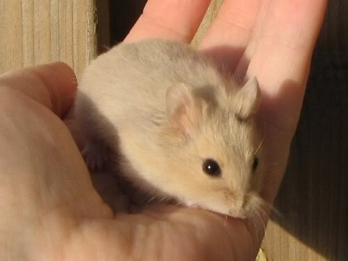 PuRpLe viOLet: the campbell hamster