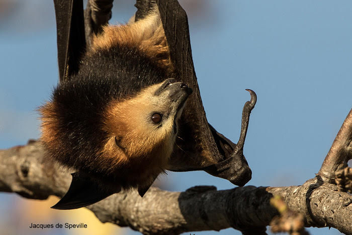Mauritian Megabat Flying-foxes Fruit bat Mauritius